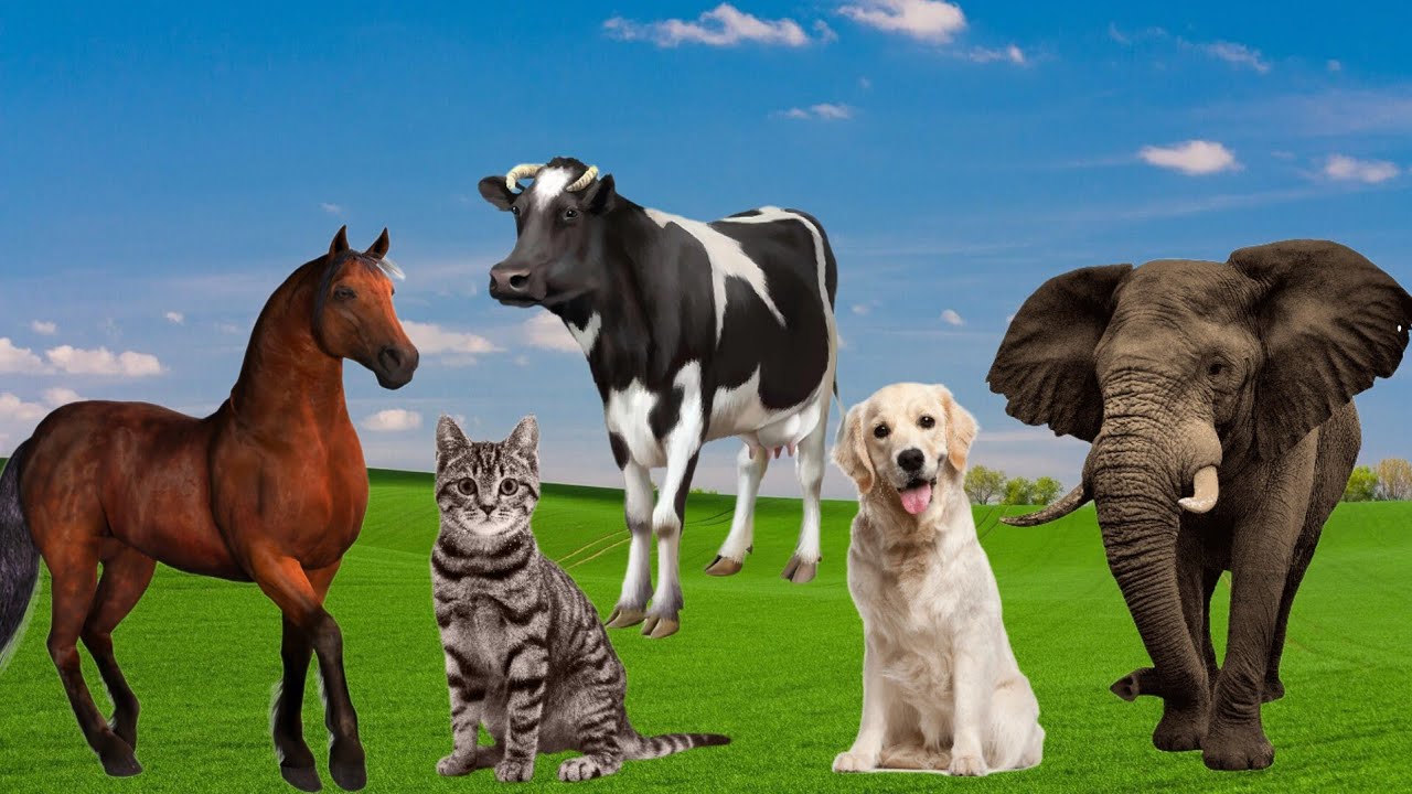 Animal Sounds: Cow, Cat, Dog, Horse, Sheep, Elephant, Duck / Animals ...