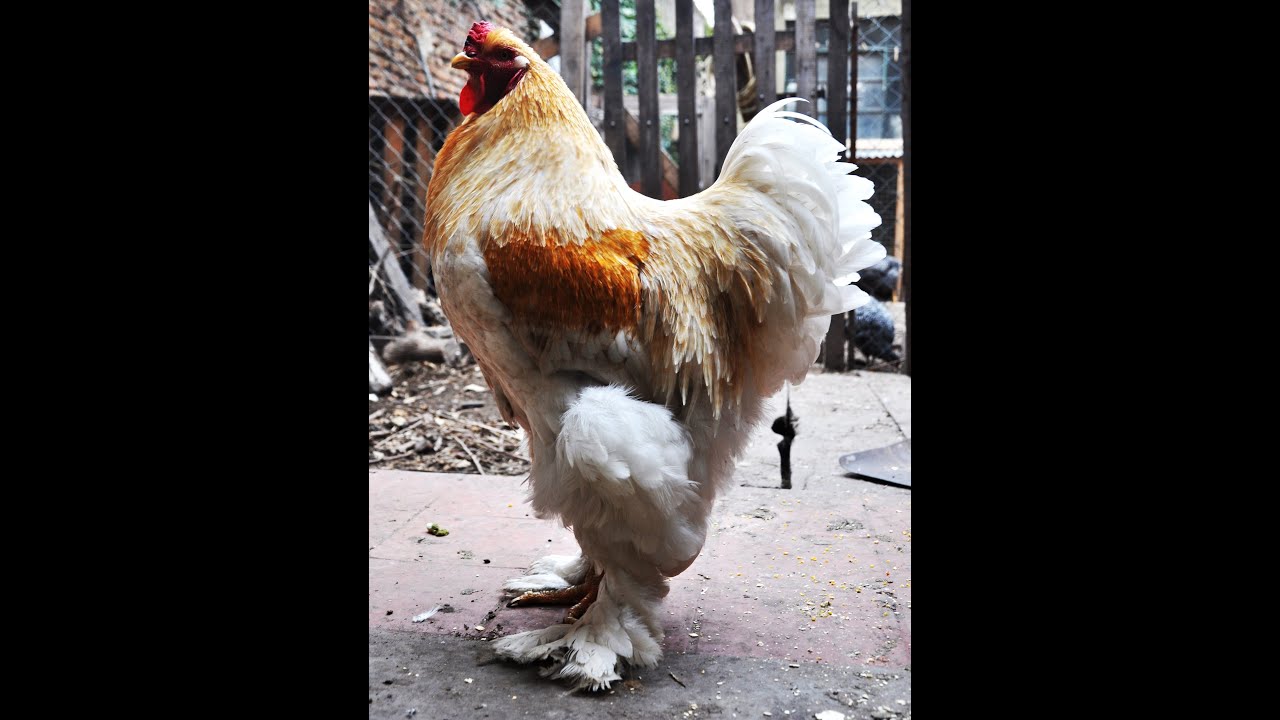GALLO BRAHMA BUFF / RED PYLE BRAHMA ROOSTER - YouTube