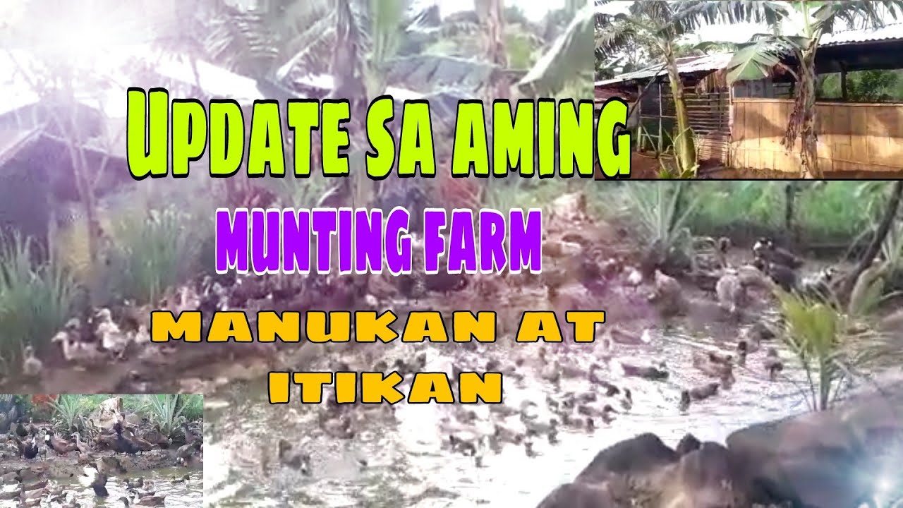 Update sa aming munting farm(manukan at itikan) - YouTube