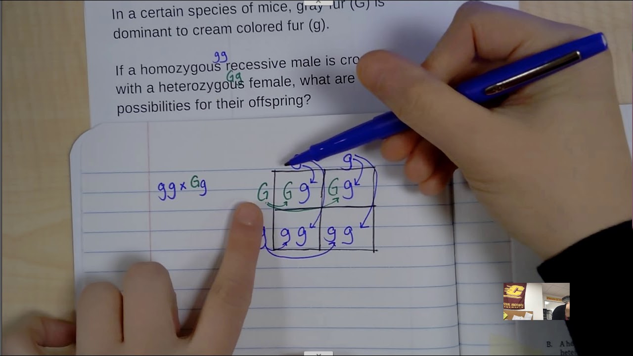 pg 10 intro punnett square notes - YouTube