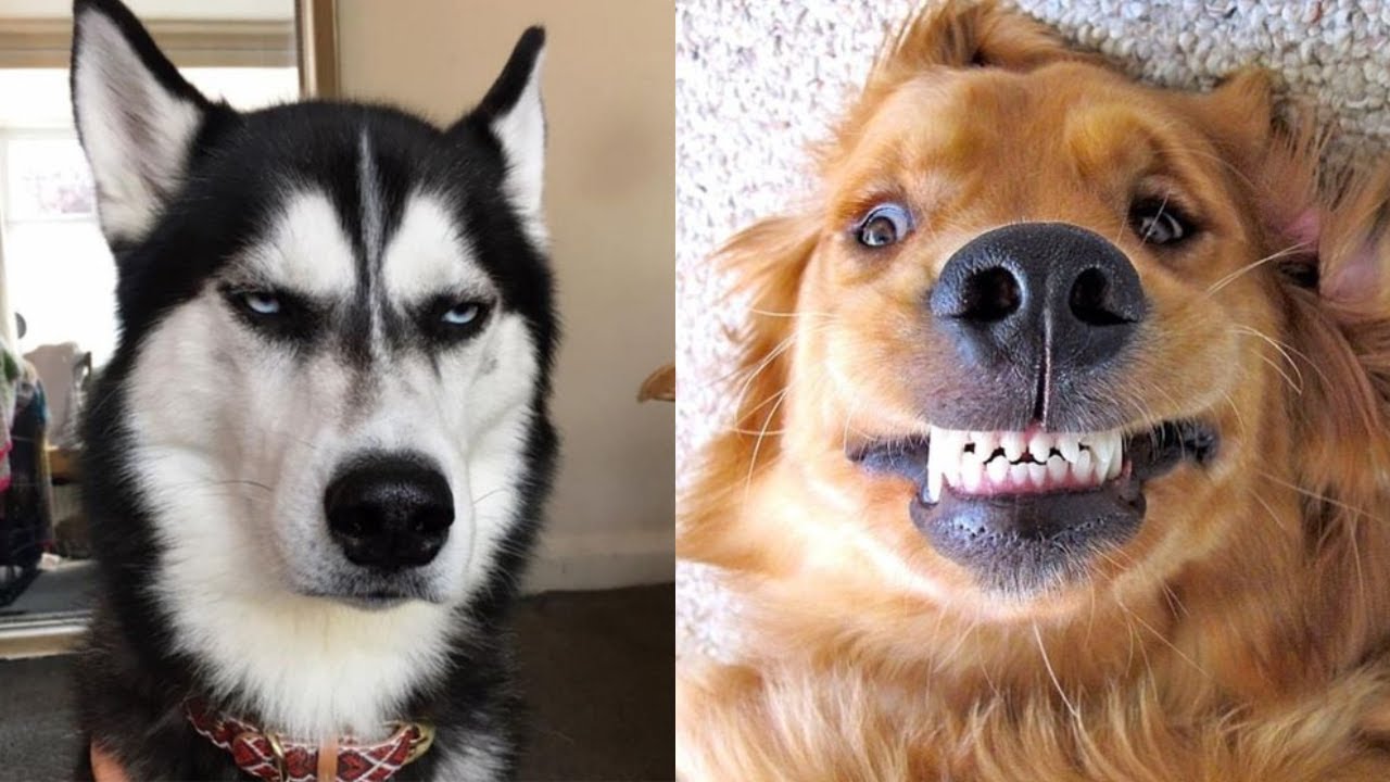 05.You Will Die Laughing For These Animals | Funny and Cute Pets - YouTube