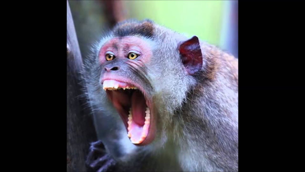 Killer Monkey (The Dark Jungle Party) - YouTube