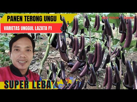 panen terong ungu LEZATA F1,super lebat
