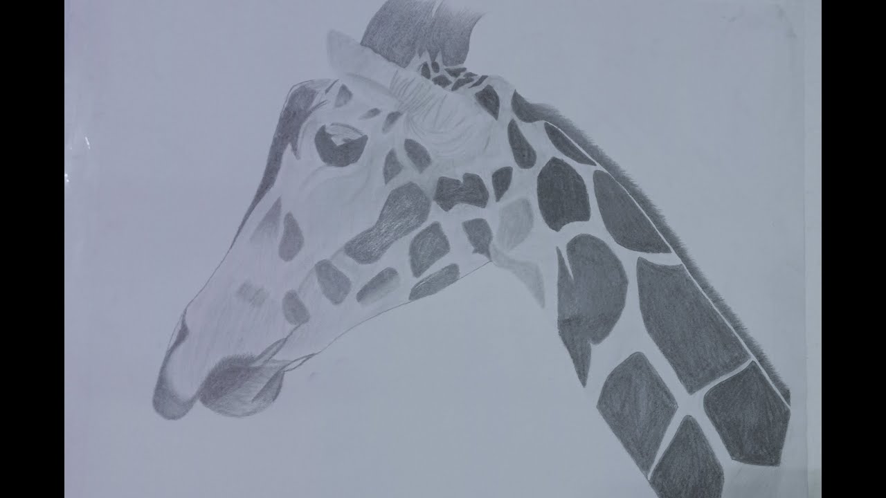 Drawing of Giraffe | [[[TIMELAPSE]]] | By MUKESH GODARA ARTS 🥰 - YouTube