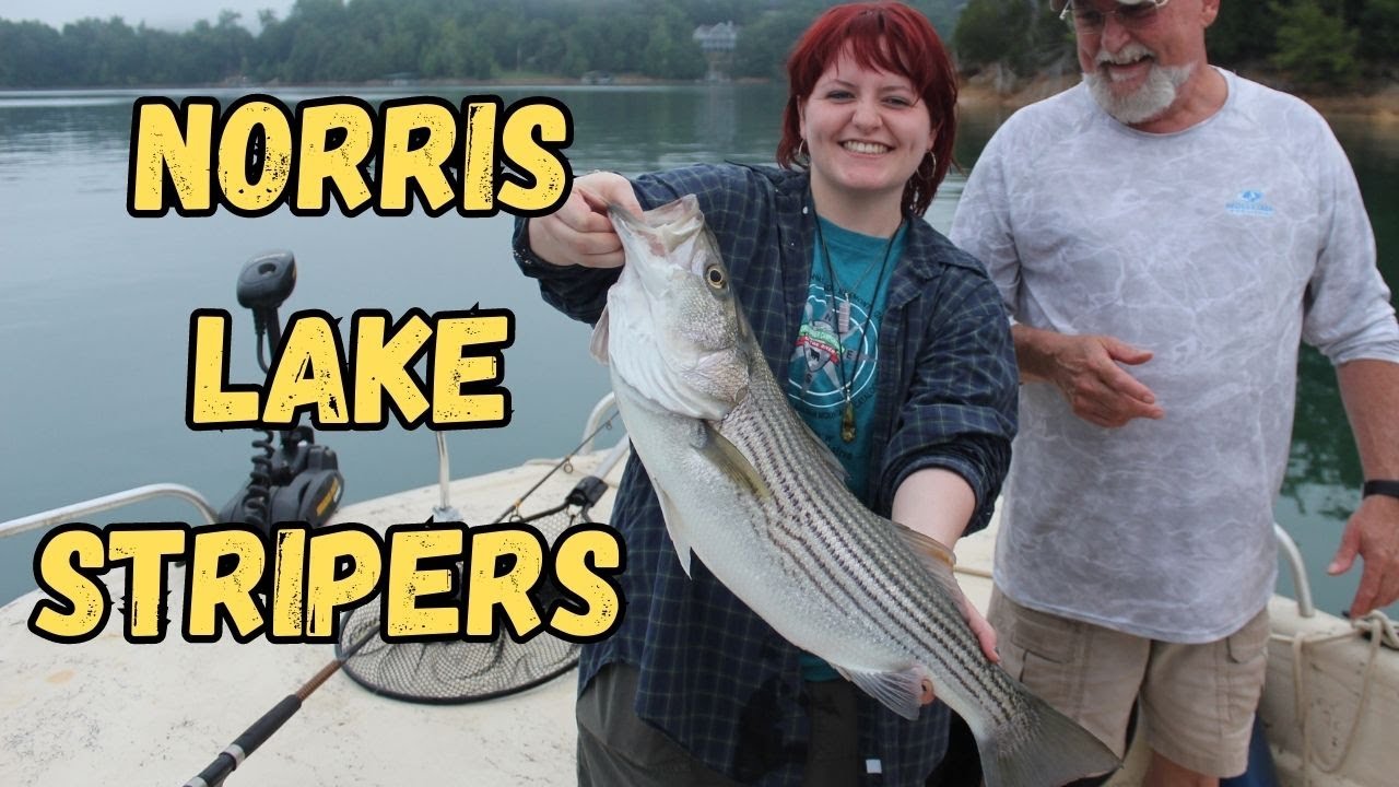 Striper Fishing On Norris Lake - First Time Striper Catch - YouTube