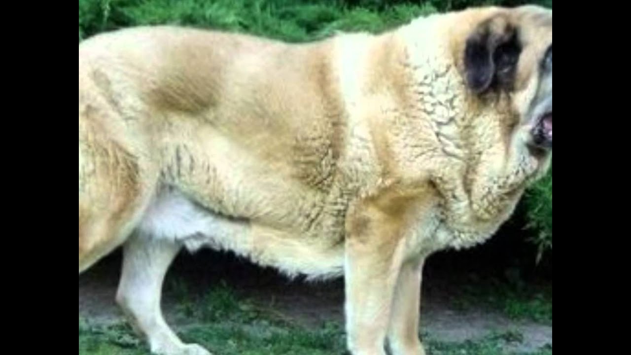 O gigante Mastim Espanhol. El Mastin Español. Spanish Mastiff. - YouTube