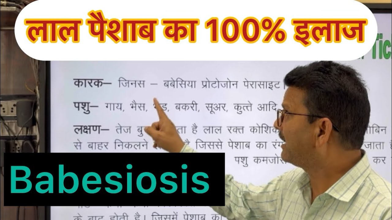 Red water l Babesiosis l ticks fever l dr Umar khan - YouTube