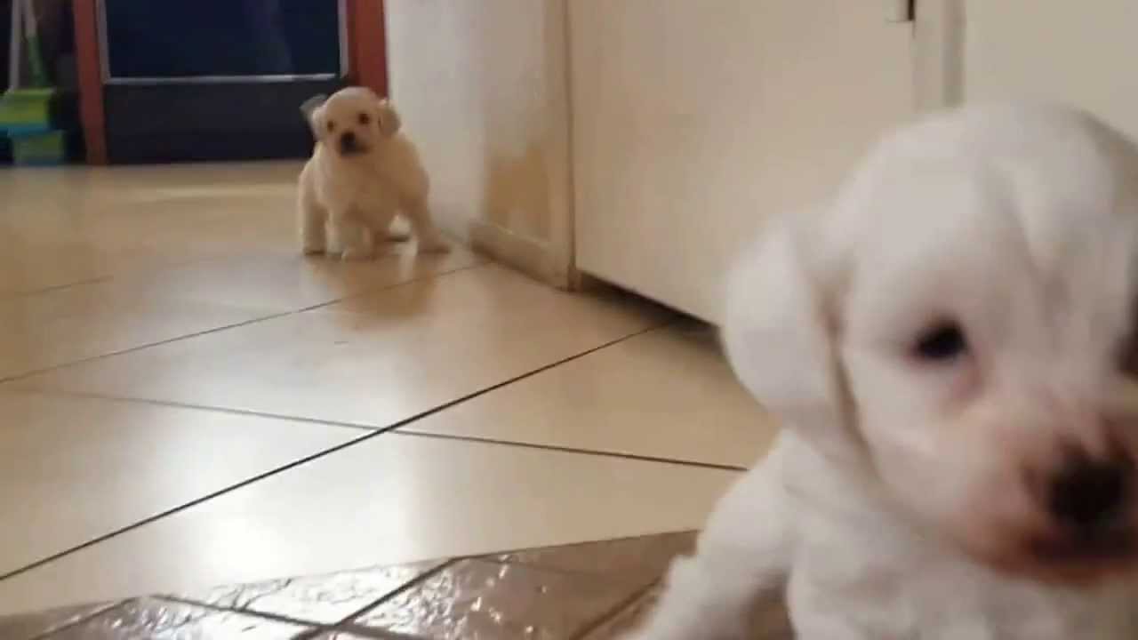 Slipping and Sliding puppies - YouTube