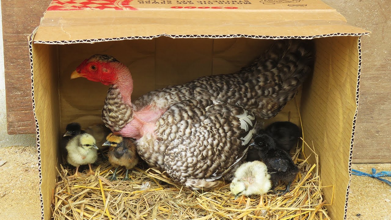 Hen Eggs Hatching To Chicken Chicks Country Chicken Eggs New Born To ...
