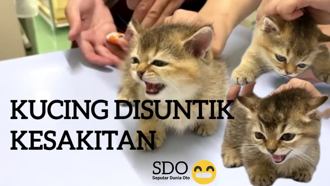 Kasihan Tapi Lucu 🥲 | Kesakitan Kucing Disuntik 🥲| #kucinglucu # ...