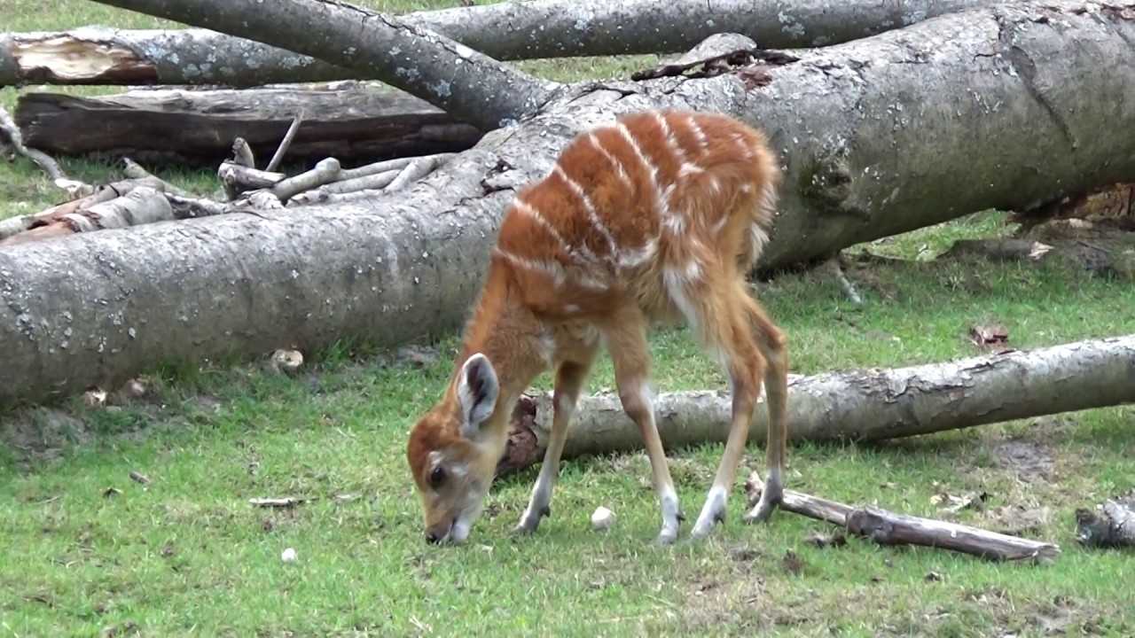 Sitatunga Antelopes with Calves | Full HD Sony CX625 video - YouTube