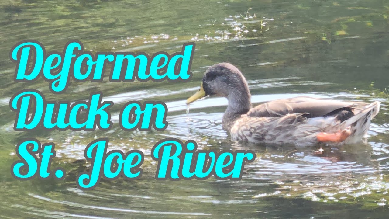 Deformed Duck on St. Joseph River - YouTube
