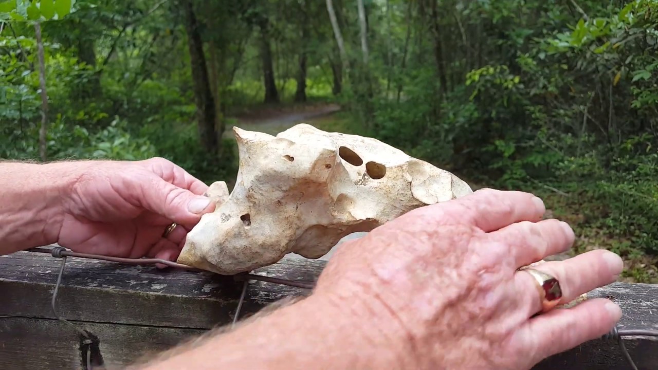 What is this thing? Help us identify a petrified (?) mystery object ...