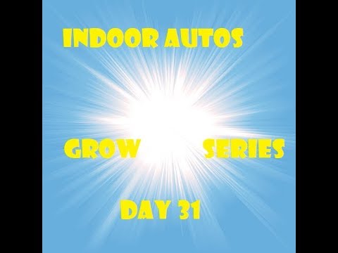 Indoor Autoflower Grow series Day 31 ... #420GROWNETWORK !! - YouTube