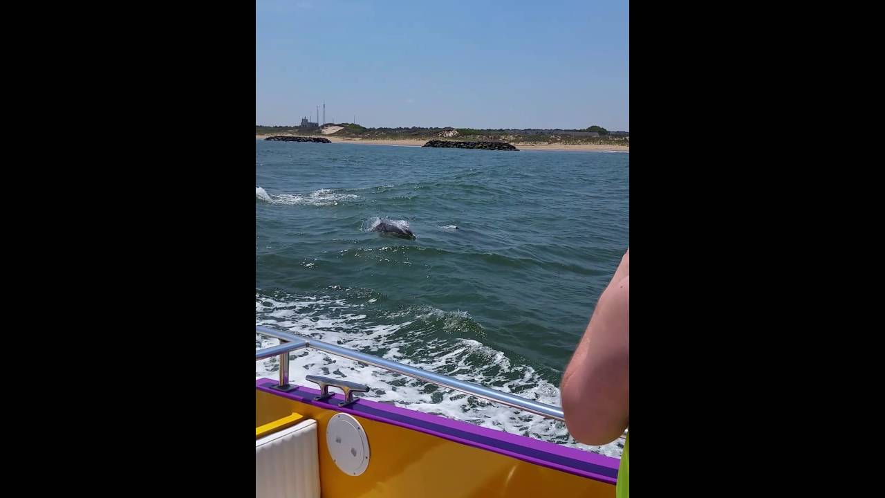 Rudee Rocket,,Virginia Beach, Dolphins - YouTube