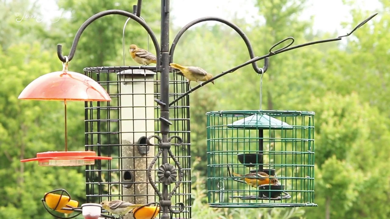 Baby Baltimore Orioles with Mom and Dad - YouTube