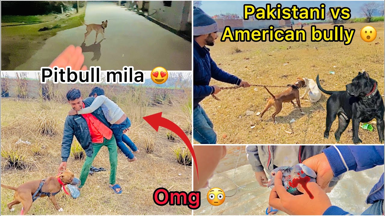 Raat ko Pitbull mila 😍 ( Dog fight se panga hogya 😳) Pakistani vs ...