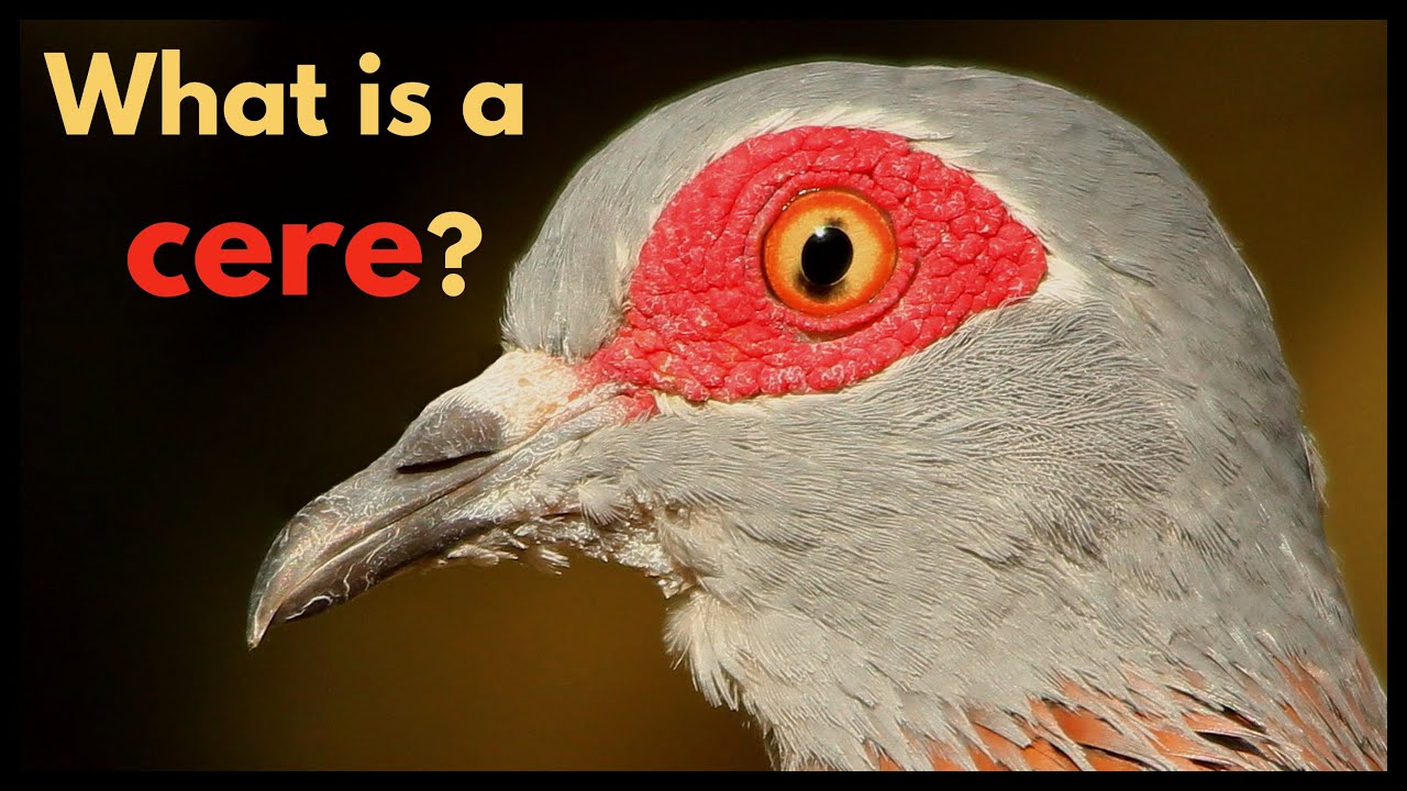 What is a cere? - YouTube