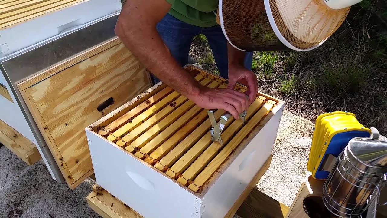 Queenspotting How To Find Your Queen Bee Beekeeping Spotting Queens ...