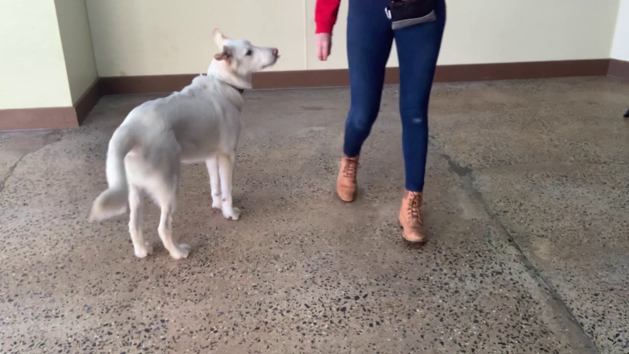 Maria The Dog Trainer & Beaux 11/27/2020 - YouTube