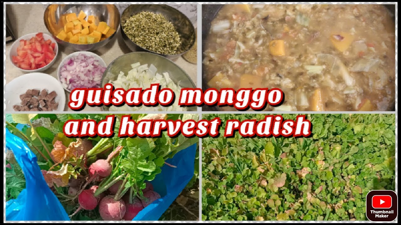 guisado monggo + harvest red radish - YouTube