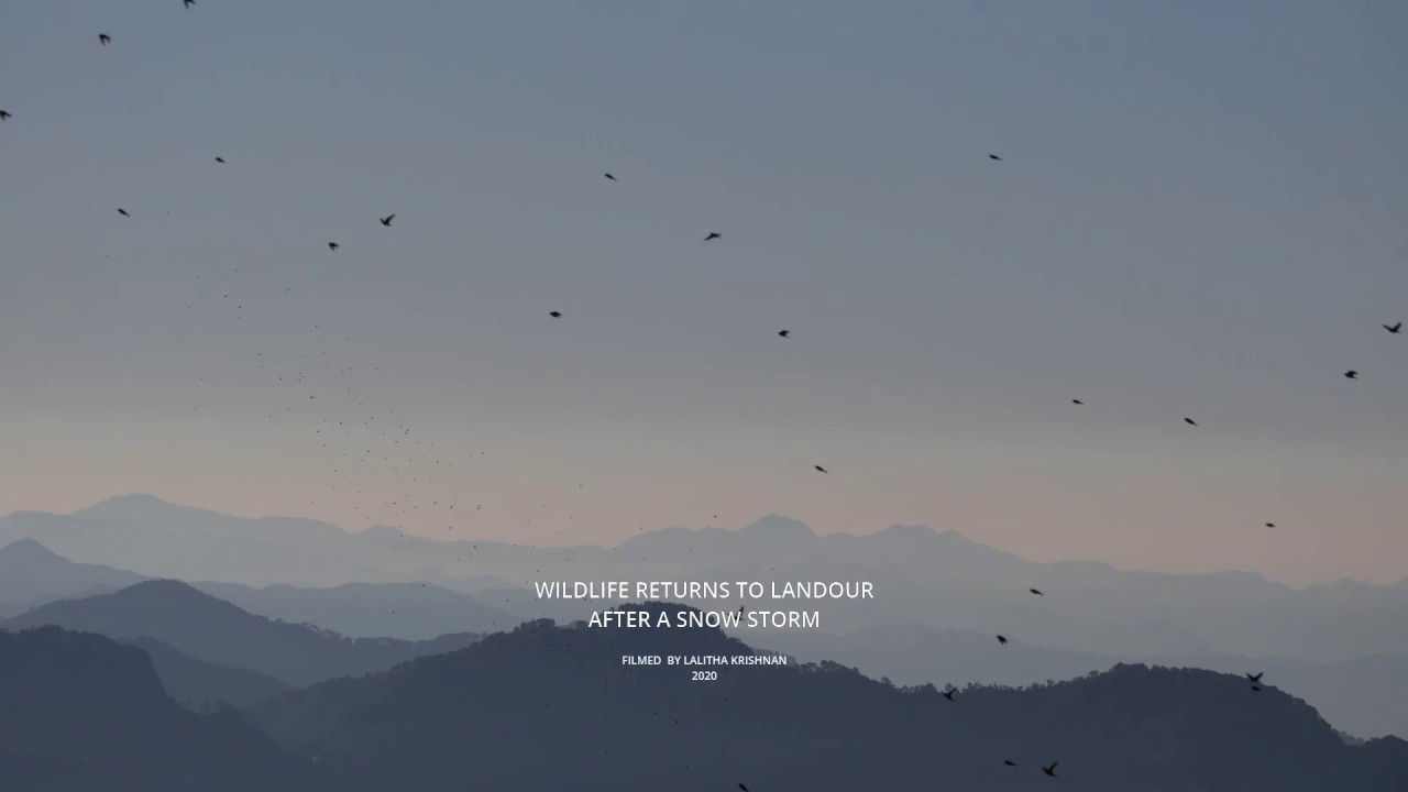 Wildlife Returns to Landour After a Snow Storm - YouTube