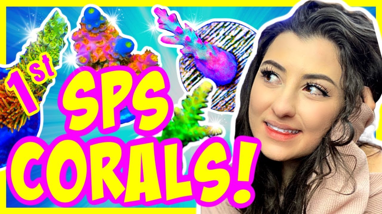SPS CORALS - Nano Reef Tank Update! - YouTube