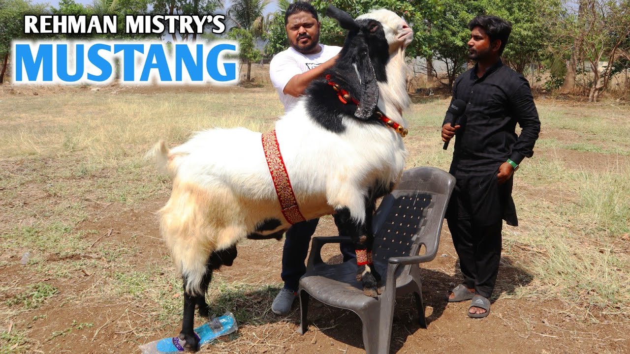 Mustang Gulabi Kota Goat At Samaya Goat Farm - YouTube