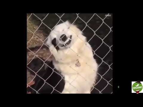 Komik videolar eğlenceli seviyeli videolar!!! Best fails #failbaby #failanimals #fail