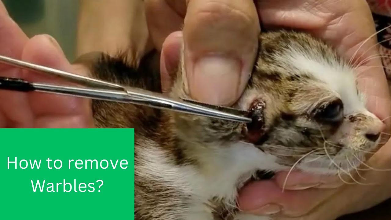 Keep Your Cat🐈 Happy and Healthy: Understanding Identifying and Treating Warbles in Cats! - YouTube