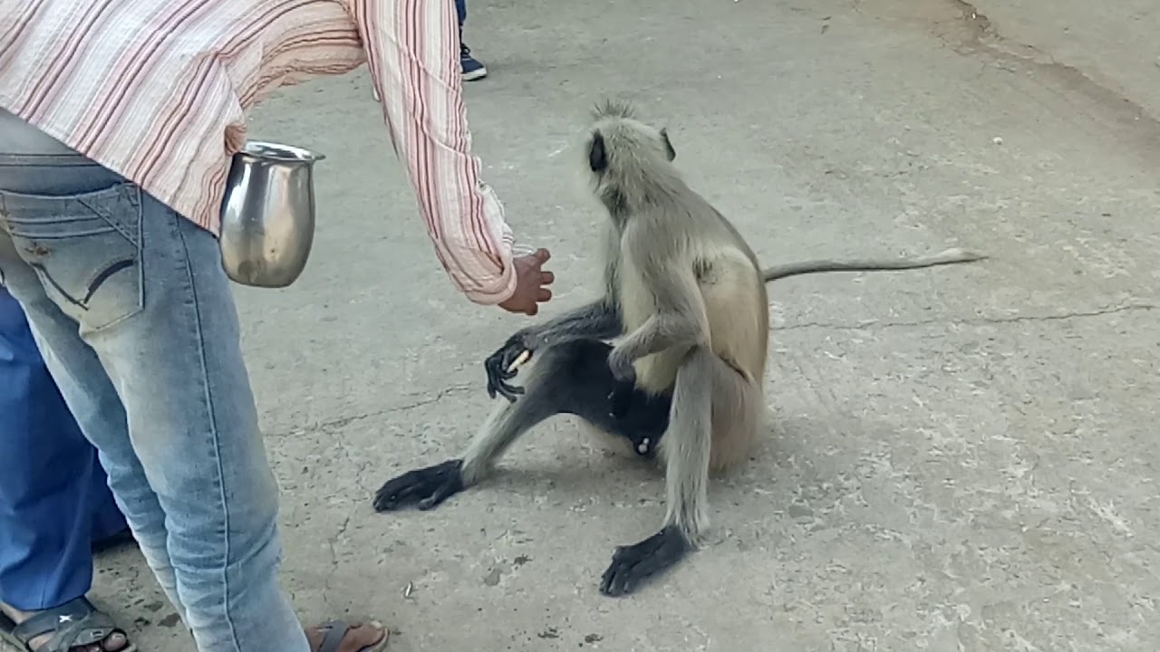 Monkey live video in Pakur Cinema Hall Campus - YouTube