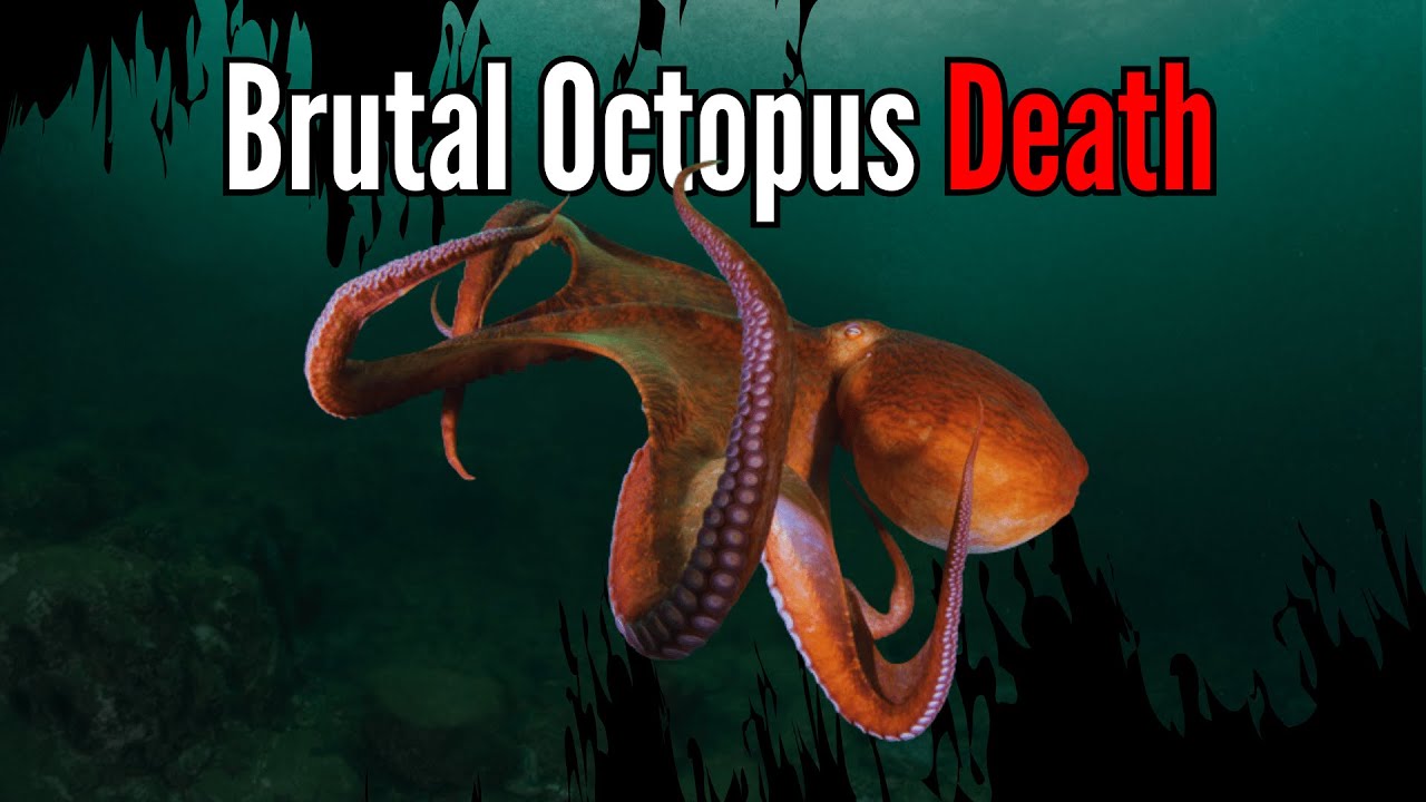 The Insanely Brutal Way Octopus Died After Mating - YouTube