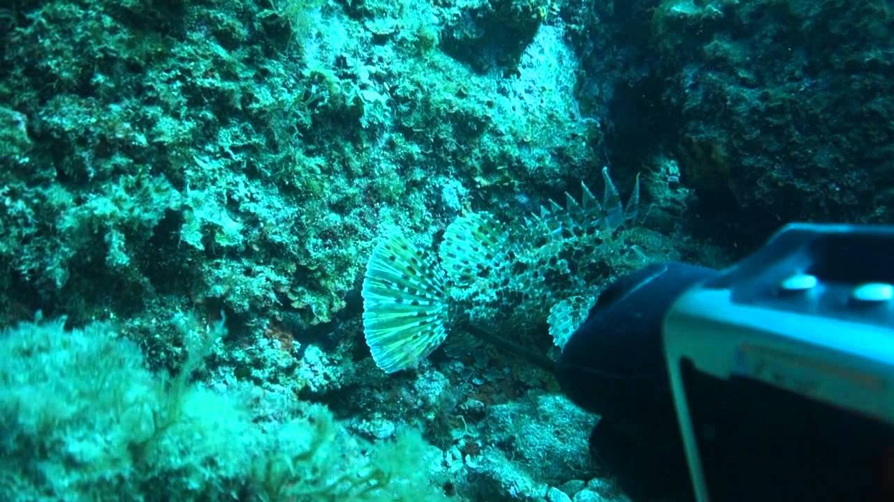 Chapon - Rascasse rouge - Capone en Corse - Red scorpion fisn - YouTube