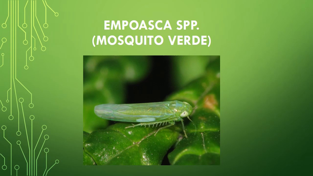 Empoasca spp - YouTube