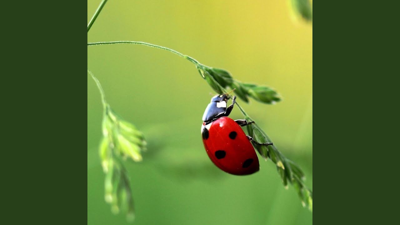 Miraculous Ladybug Theme - YouTube