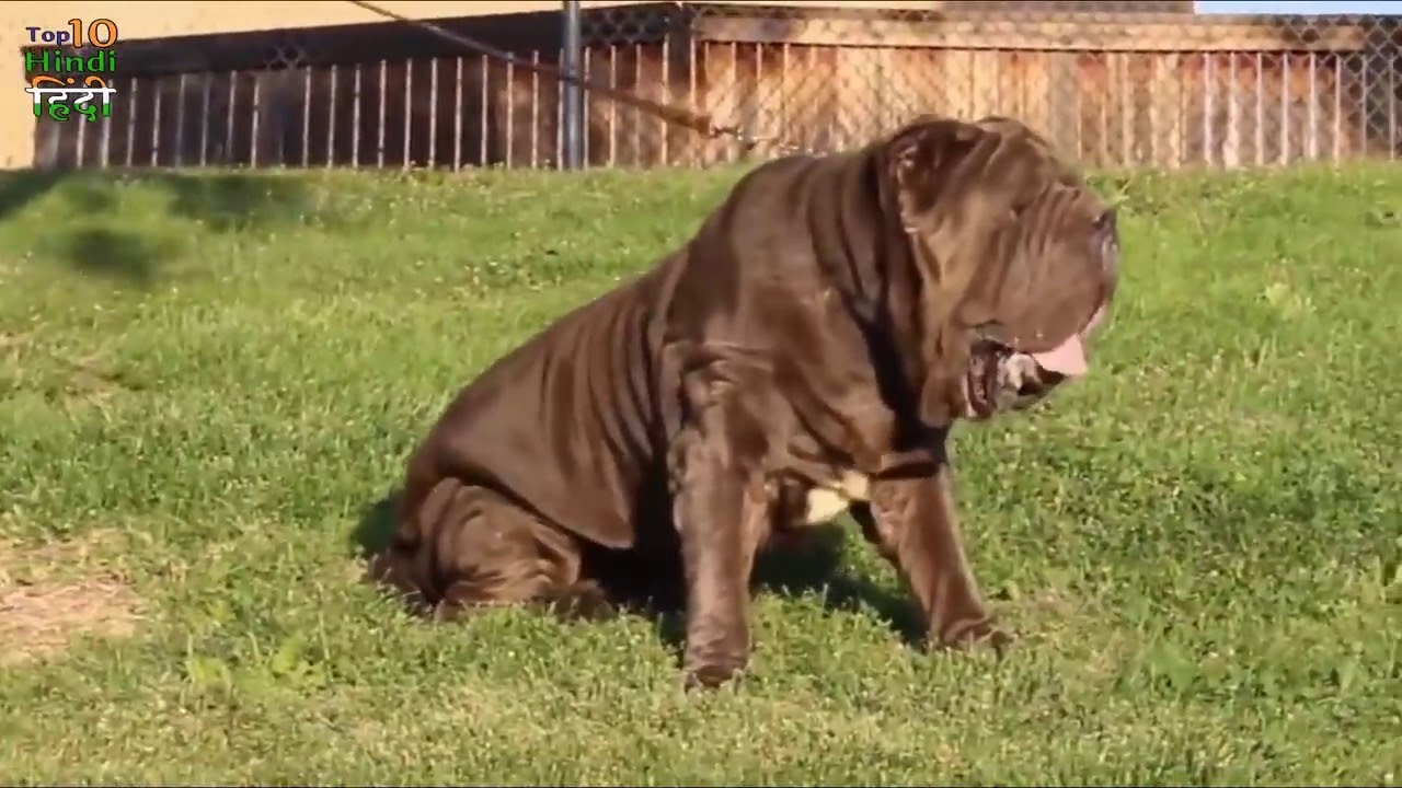 What Is The Most Dangerous Dog In The World 2019 what-is-the-most-dangerous-dog-in-the-world-2019
