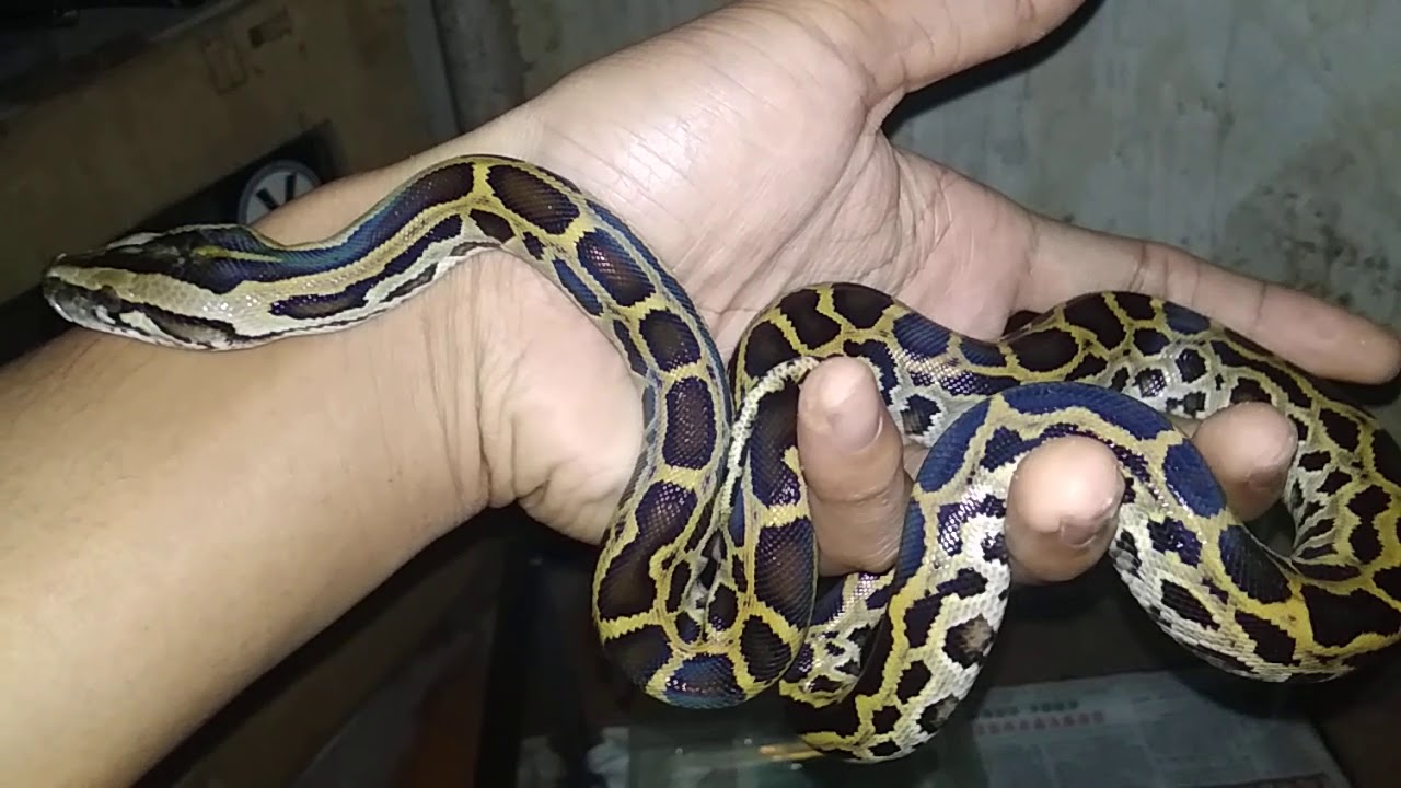 REVIEW BABY PYTHON MOLURUS (SANCA BODO) - YouTube