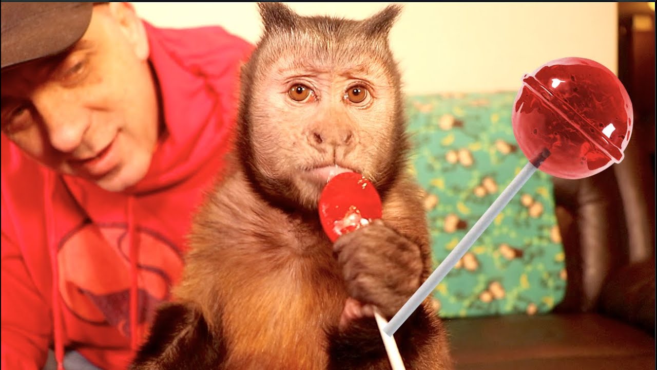Capuchin Monkey LOVES Cherry LolliPop! TASTY! - YouTube