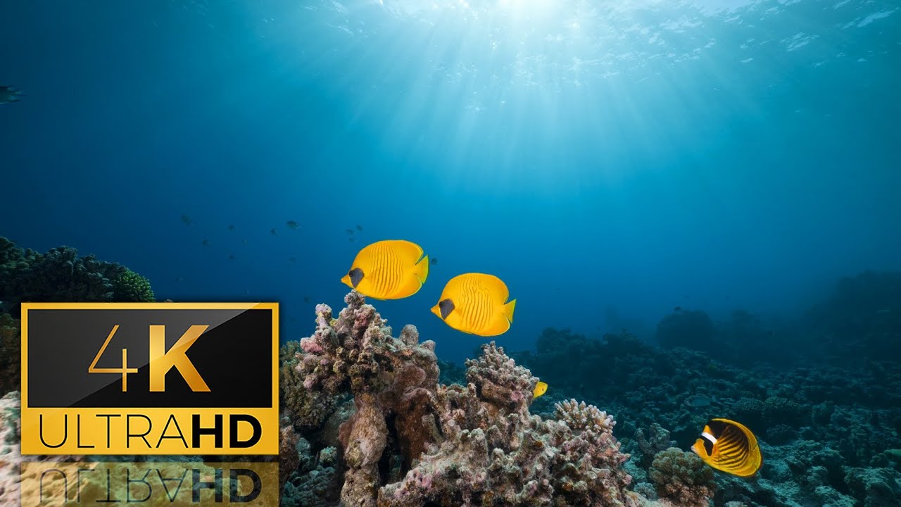 Relaxing Ocean View with Beautiful Fish and Calming Music, Stress ...