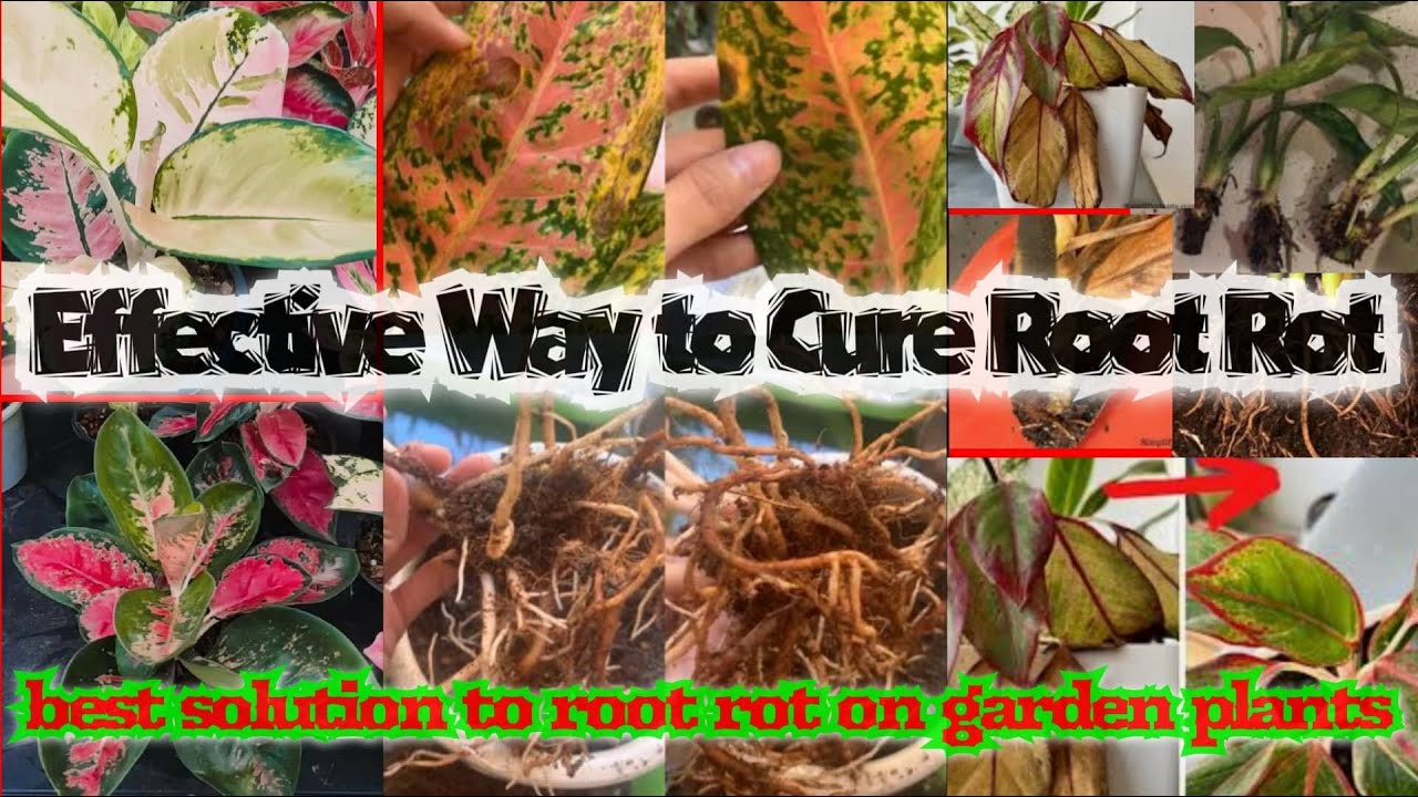 ROOT ROT CURE and SOLUTION for Aglaonema Plants - YouTube