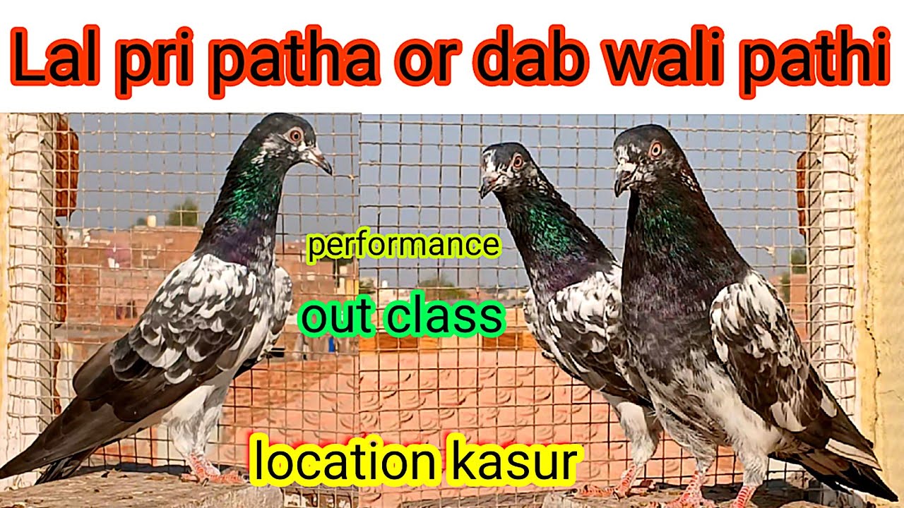 lal pri patha +dab wali pathi new jora ||Rana kasuri pigeon ...