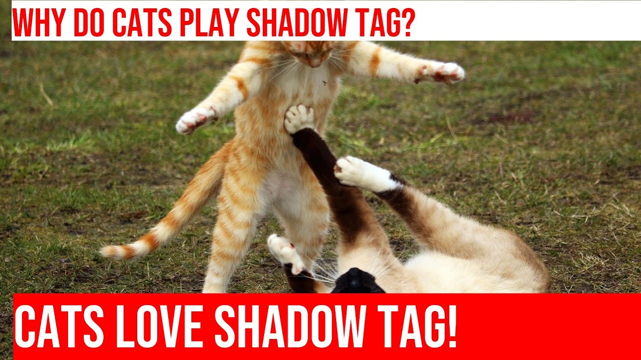 Cats Playing Shadow Tag: Watch the Fun! - YouTube