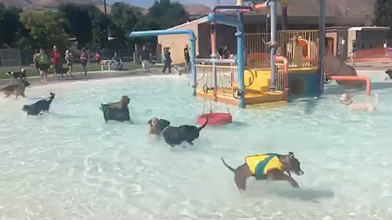 Adorable Puppy Pool Party - YouTube