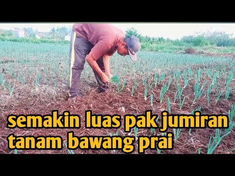 MANTAP PAK JUMIRAN TERUS MEPERLUAS TANAM BAWANG PRAI - YouTube