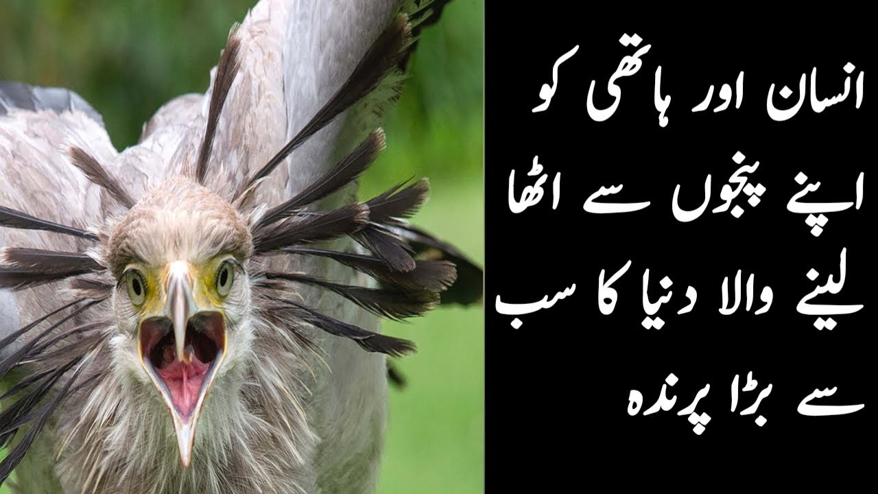 The biggest bird in the world | Griffin bird mythology | Story and ...