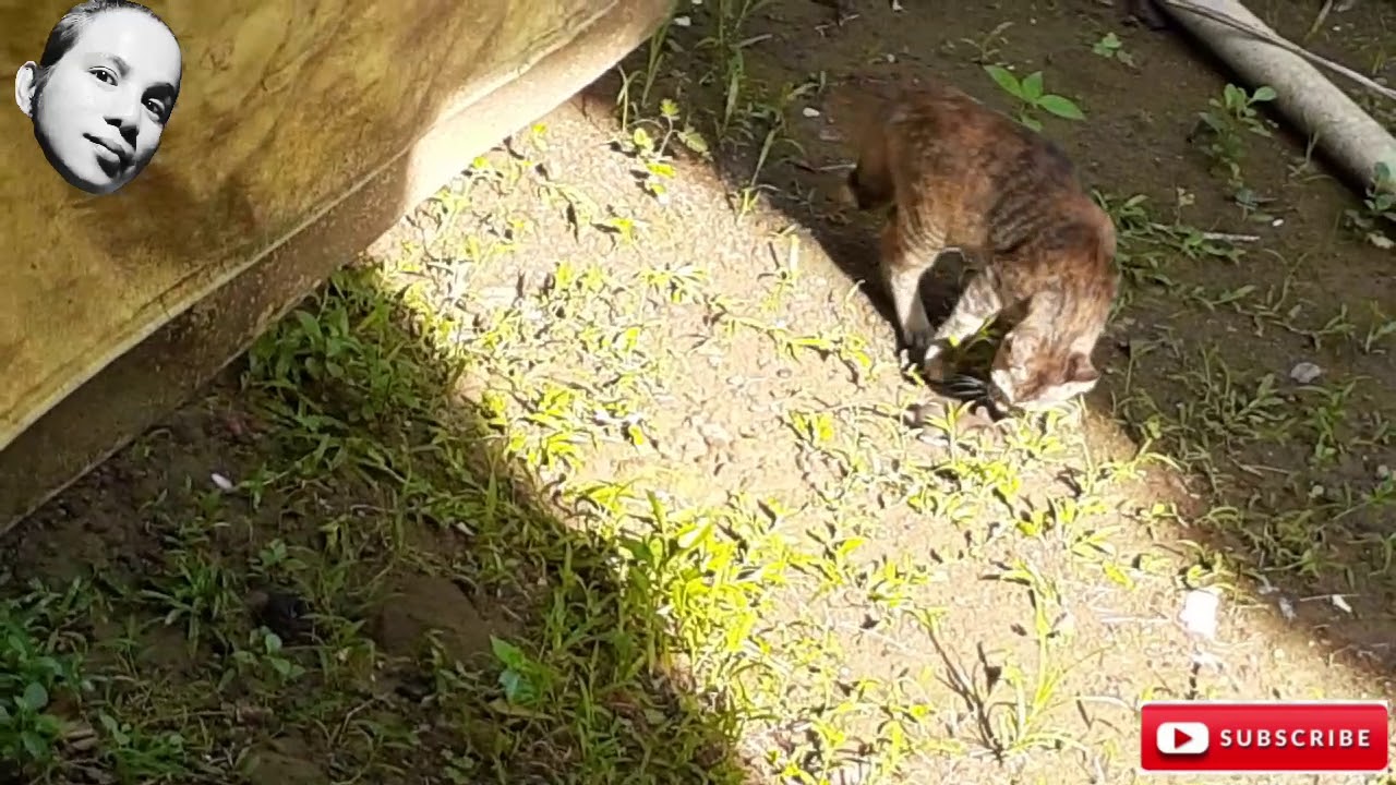 HBMH: Cat vs rat/daga patay sa laban - YouTube