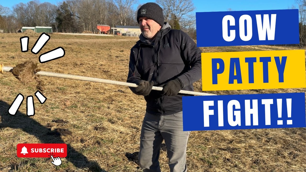 Cow Patty Fight + Come Check Cows With Us | Midwest Homesteading - YouTube