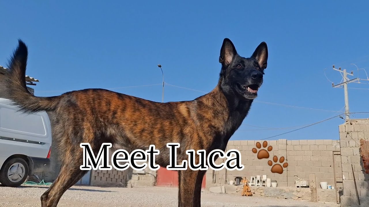 Ep.9 – Meet Luca 🐾 - YouTube