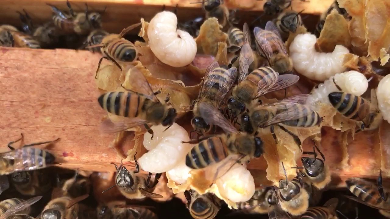 Varroa mites on drone brood larvae. - YouTube