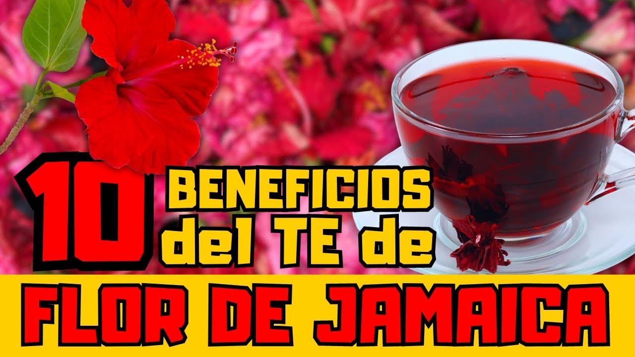 TÉ DE FLOR DE JAMAICA BENEFICIOS Y COMO SE PREPARA / Té de hibisco para ...